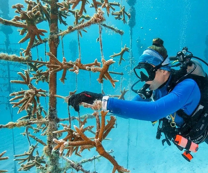 The ultimate gardening project &ndash; divers carefully tend to growing coral fragments, nurturing the reef's continued expansion.