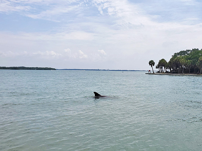 That's not just a fin&mdash;it's nature's exclamation point! Dolphins make regular appearances in these waters, turning an ordinary day into something magical.