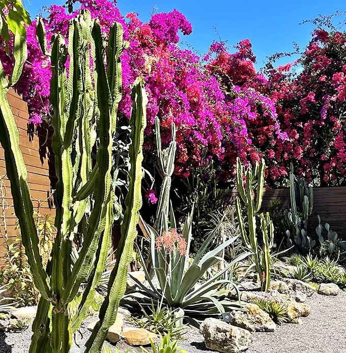Desert meets tropics in this dramatic garden section, where vibrant bougainvillea cascades over structural cacti in perfect harmony.