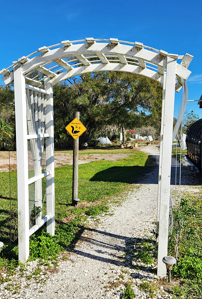 The white arbor entrance creates a charming pathway into the vineyard, complete with a whimsical "Squirrel Xing" sign &ndash; Florida charm personified.
