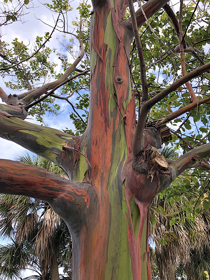 Nature's palette: This eucalyptus tree peels away its bark to reveal a masterpiece of colors underneath, like Mother Nature's version of abstract expressionism.