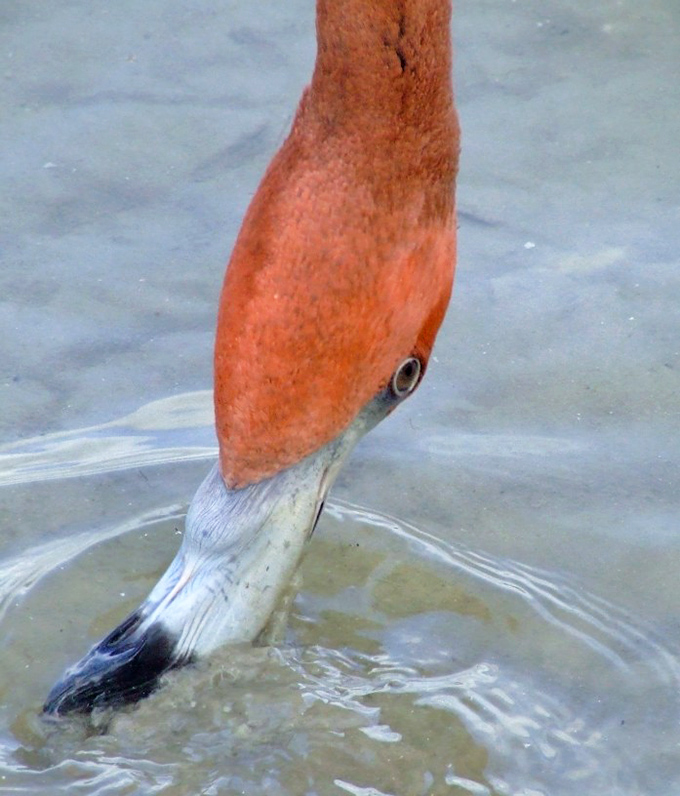 Nature's perfect filtering system at work &ndash; that curved bill sifts through water with more precision than your fancy coffee maker.