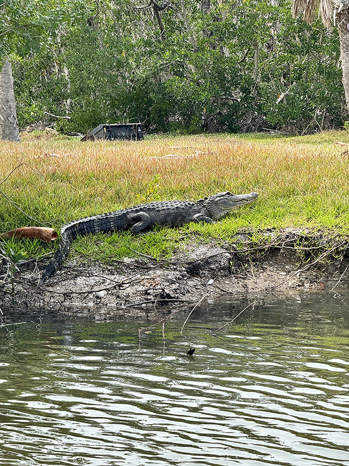 A sunbathing alligator reminds visitors they're guests in an ancient ecosystem where reptiles have thrived for millions of years.