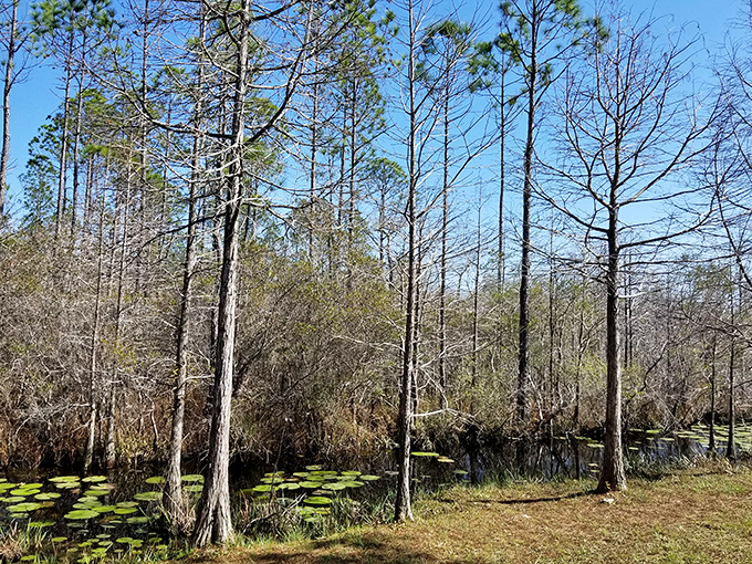Nature's lily pad garden stretches toward cypress sentinels, creating a Monet-worthy scene that changes with every passing cloud.