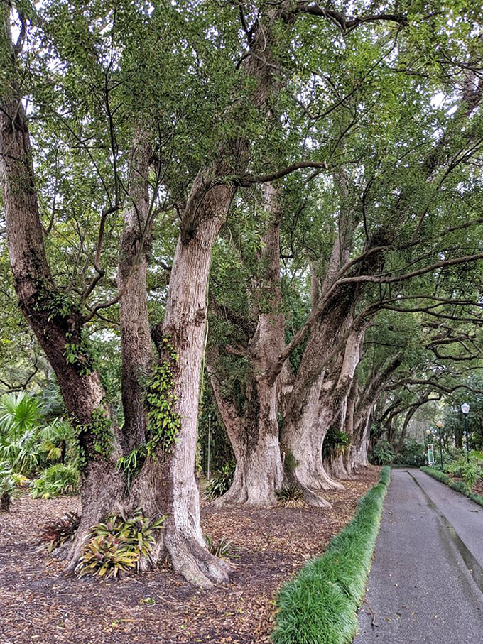This magnificent oak-lined pathway creates a natural colonnade, where dappled sunlight filters through the ancient canopy overhead.