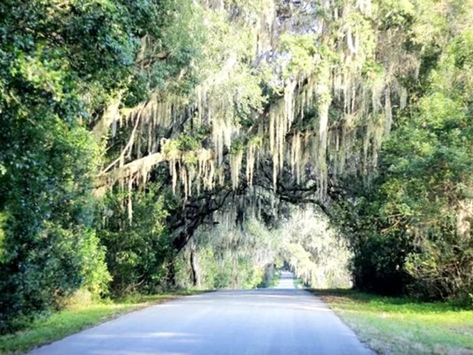 These huge trees don't just grow &ndash; they perform, creating a natural archway that feels like driving through a living work of art.