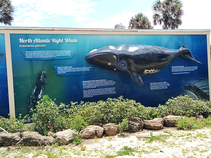 Educational displays throughout the facility transform casual visits into deeper understanding of these magnificent creatures and their ocean home.