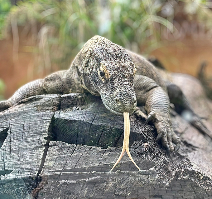 The closest you'll get to a real dragon! This Komodo flicks its forked tongue, sampling the air with an ancient sensory system perfected over millions of years.