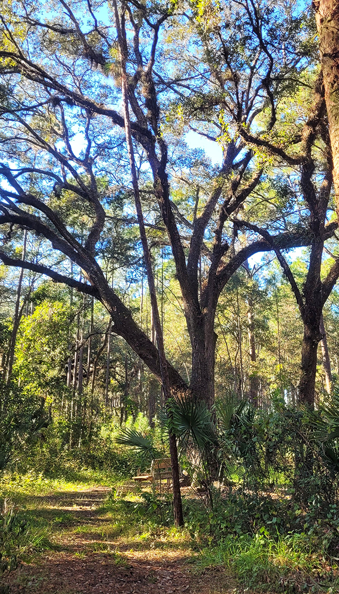 This ancient oak has weathered countless storms and seasons, its sprawling form a testament to resilience and adaptation.