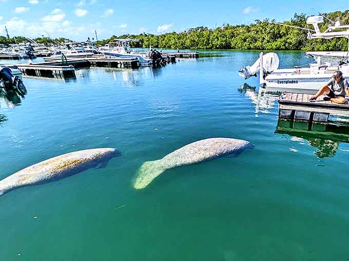 When manatees casually swim by your marina, you realize you're definitely not in Kansas anymore, or anywhere landlocked for that matter.