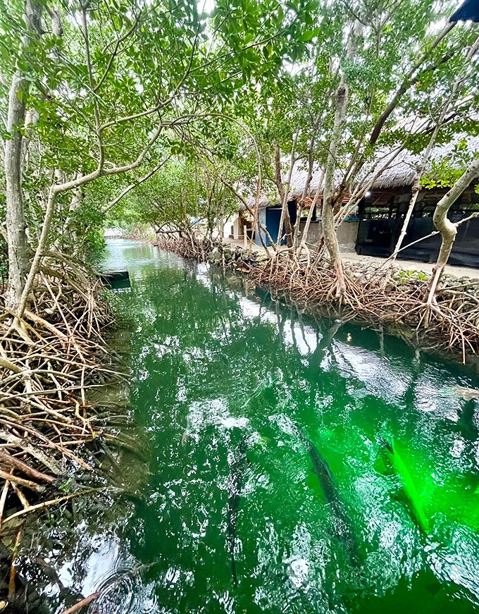 Mangroves create a natural filtration system with their tangled roots, showcasing Florida's crucial coastal ecosystems in miniature.