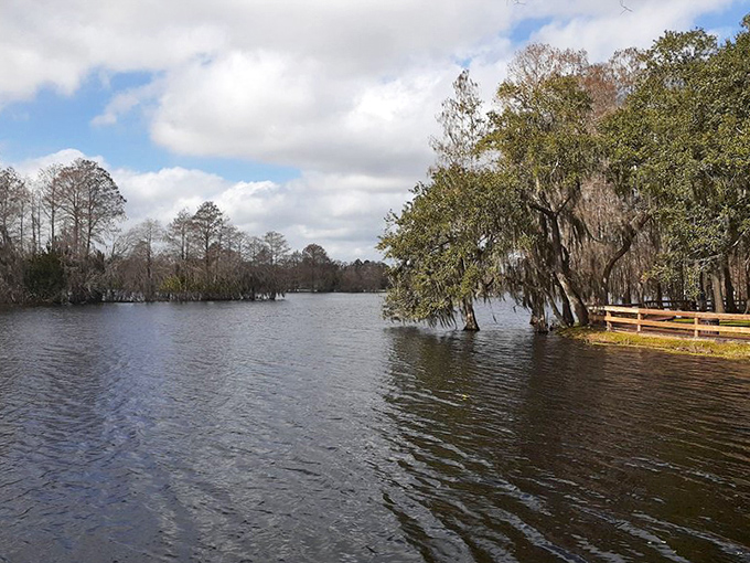 The river's murky waters hide a thriving ecosystem &ndash; beneath that mysterious surface, fish, turtles, and occasional otters go about their daily business.