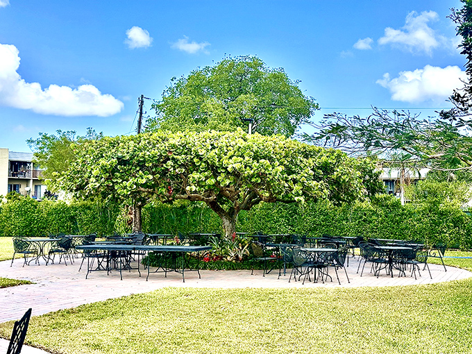 Under the shade of a flowering tree, these stone tables and chairs invite visitors to sit and contemplate the impossible.