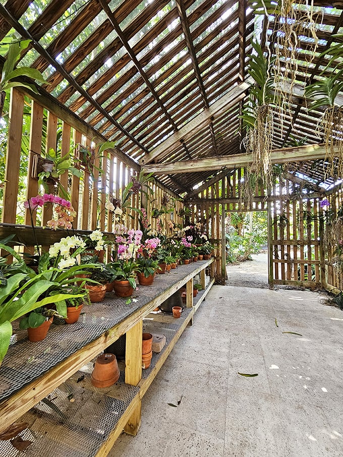 The greenhouse shelters delicate orchids and tropical specimens, a testament to Florida's horticultural heritage and botanical diversity.