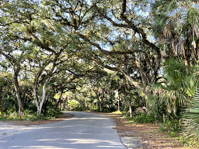 Sunlight dapples through a cathedral of live oaks &ndash; nature's own optical illusion that might have inspired the Koreshans' unique perspective.
