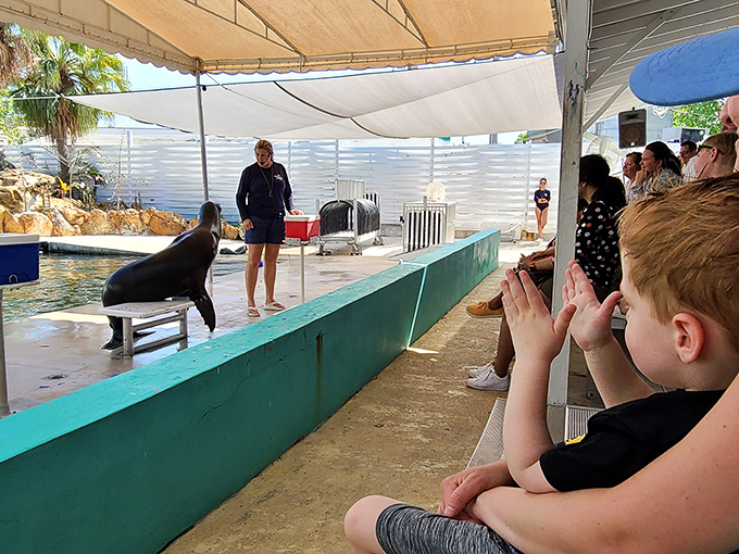 During the sea lion show, trainers demonstrate the remarkable intelligence of these charismatic marine mammals. Standing ovation guaranteed!