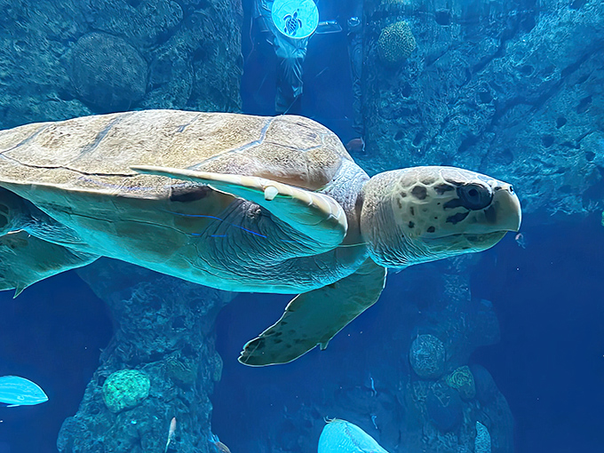 Ancient mariners with built-in GPS, sea turtles glide with prehistoric grace &ndash; living dinosaurs who've mastered the art of aquatic zen.