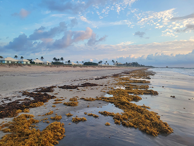 Morning reveals the ocean's overnight artwork &ndash; seaweed patterns and shell collections arranged by tides for early beachcombers to discover.