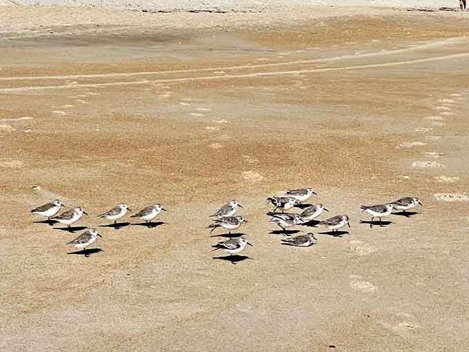Shorebird convention in progress &ndash; these feathered beachcombers hold their morning meeting while searching for breakfast along the tideline.