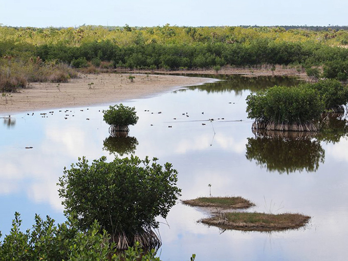This quiet swamp changes with each tide, revealing new secrets to those patient enough to watch nature’s slow-motion transformation.