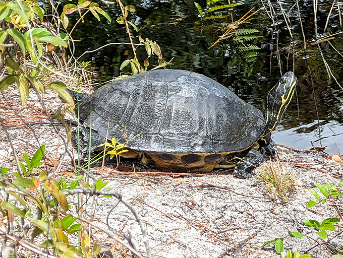 A gopher tortoise pauses near the water's edge, demonstrating why slow and steady still works in the modern world.