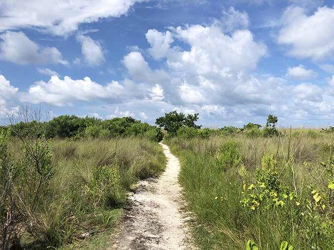 Trails meander through native vegetation, offering that perfect balance of adventure and accessibility that makes everyone feel like an intrepid explorer.