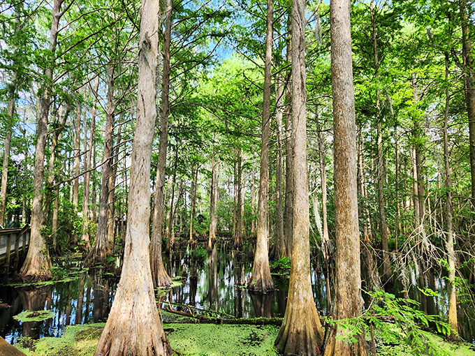 Ancient cypress trees create a primeval forest where filtered sunlight dances on the water below, a scene unchanged for centuries.