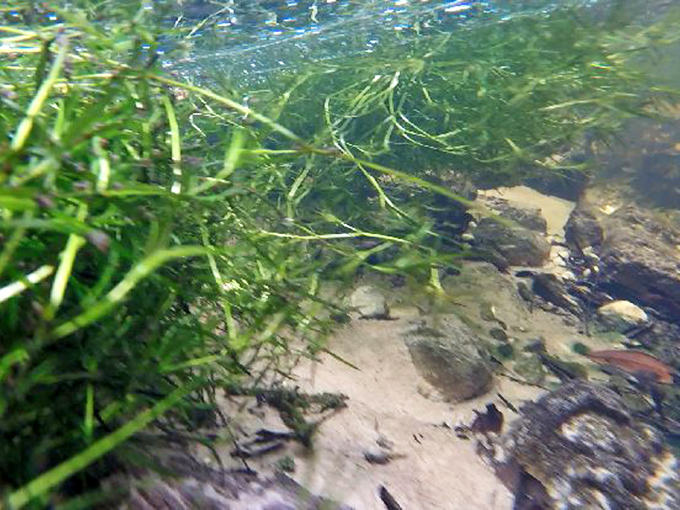 Underwater vegetation waves gently in the current, like a secret garden visible only through nature's transparent window.