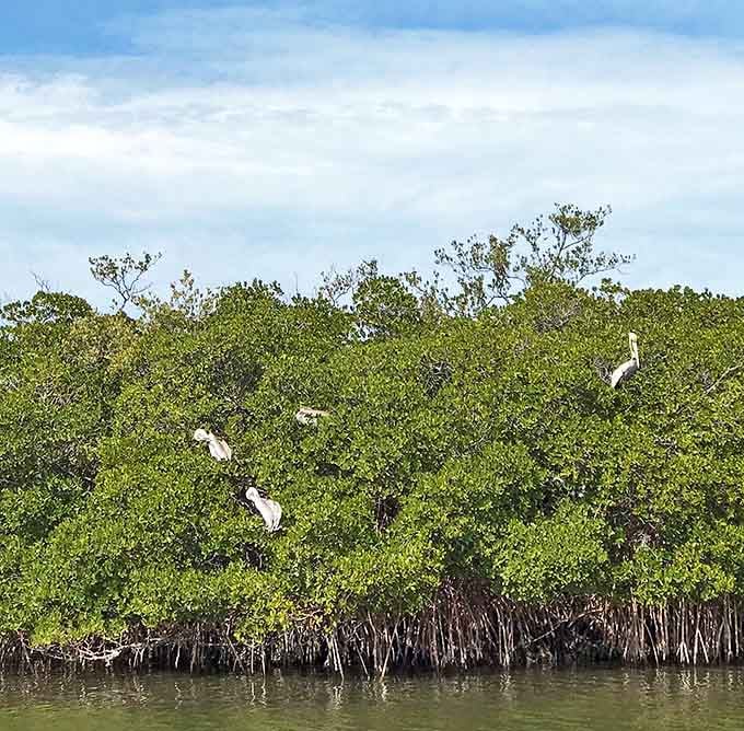 White egrets play hide-and-seek among the mangrove canopy, their elegant forms contrasting against the lush greenery.