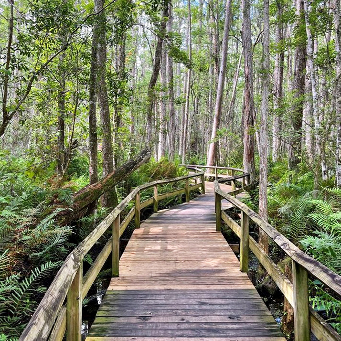 This serene boardwalk winds through natural Florida wilderness, offering a peaceful respite from gator excitement and a glimpse of untamed beauty.