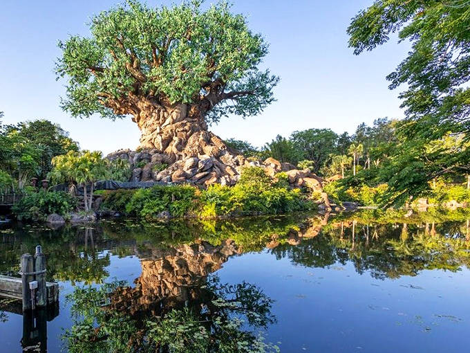 As evening approaches, the tree's reflection creates a moment of zen-like tranquility that offers a peaceful counterpoint to theme park excitement.