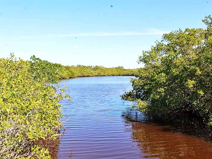 Where blue meets green in perfect harmony, Caladesi's waterways offer a front-row seat to nature's greatest show.