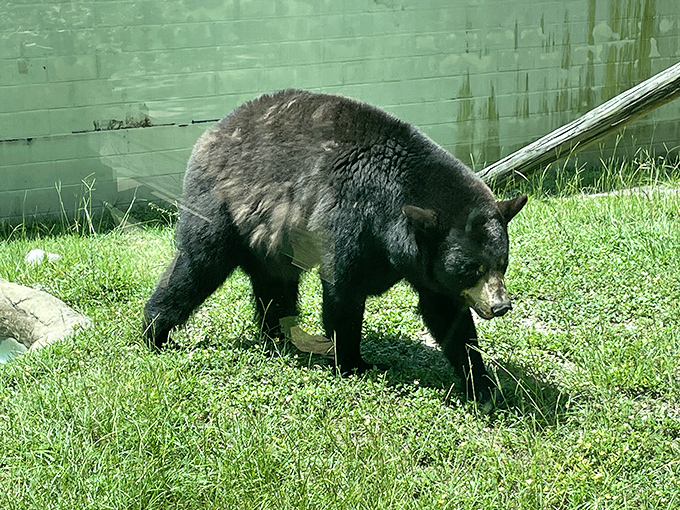 The black bear ambles through his domain, probably thinking about salmon, berries, and why humans point those strange devices at him.