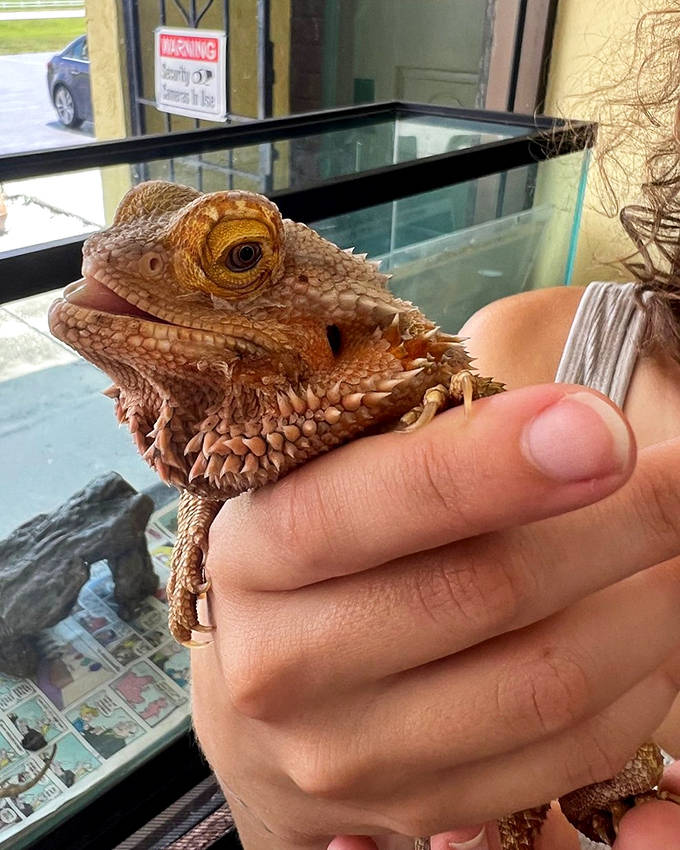 "You got a problem with my spikes?" This bearded dragon's prehistoric appearance belies its generally gentle temperament.