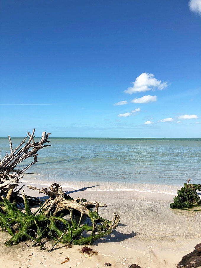 Driftwood sculptures created by nature decorate the shoreline, proof that even the ocean appreciates good art.