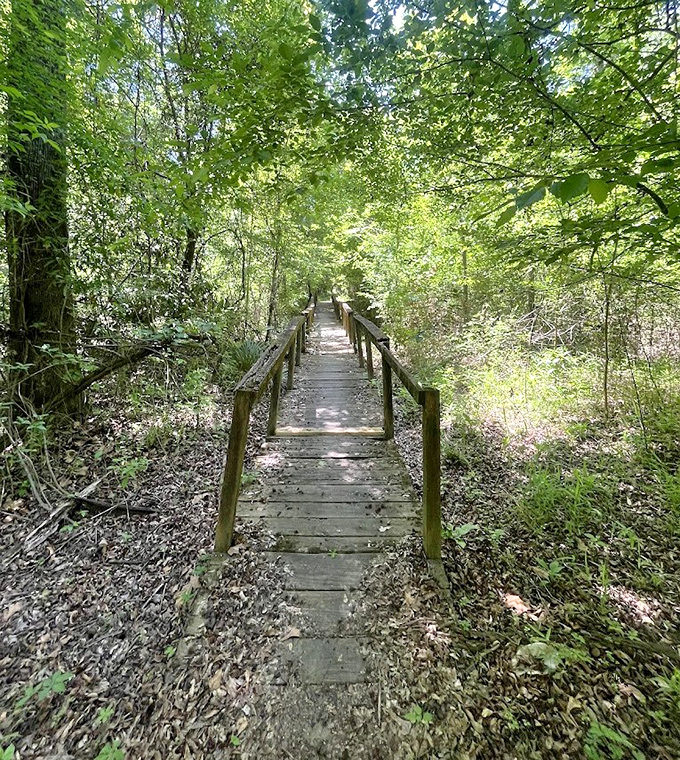 The boardwalk trail guides visitors through terrain so unlike typical Florida, you'll check your GPS to confirm you haven't left the state.