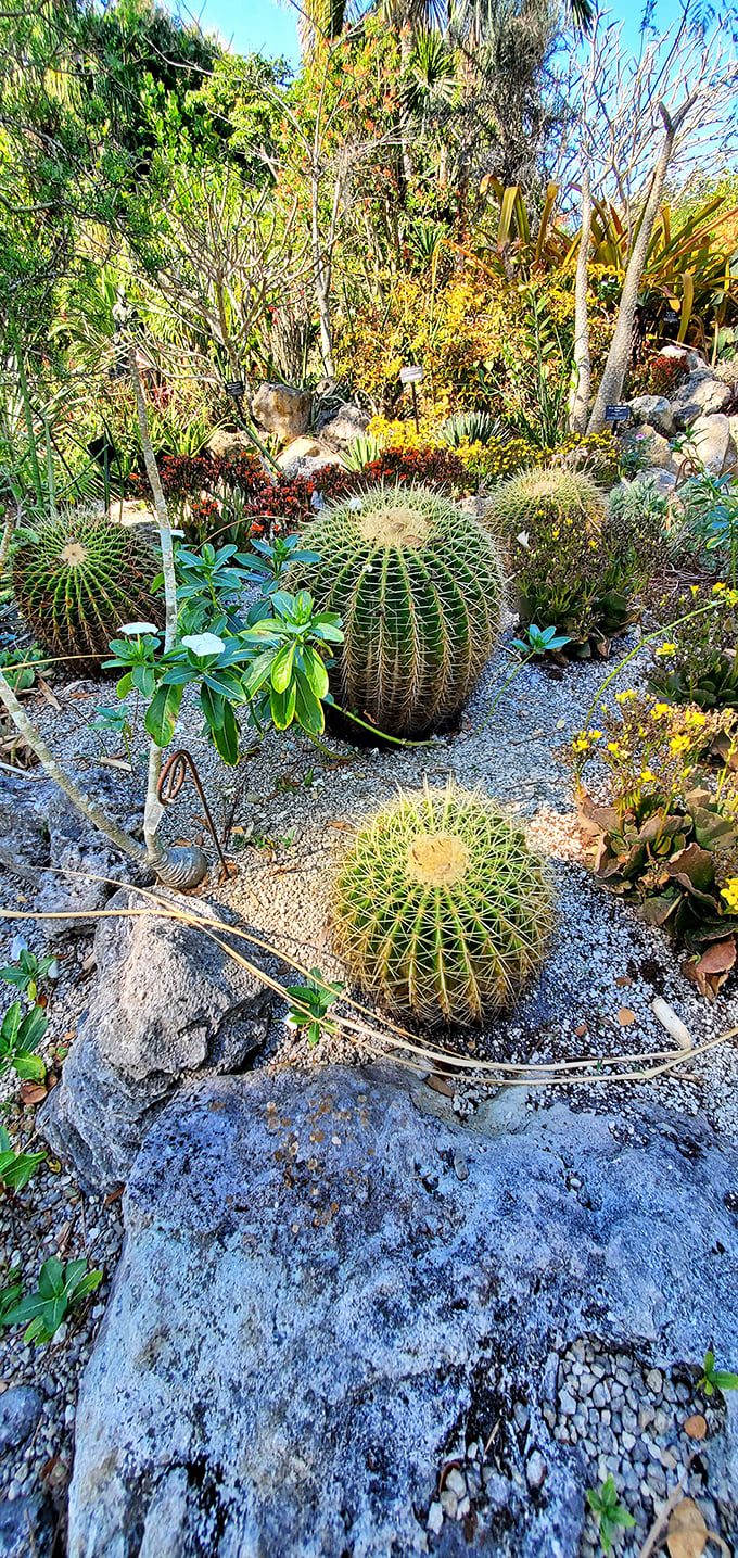 The cactus garden showcases spiky specimens that thrive on neglect, making them the perfect plants for forgetful gardeners everywhere.