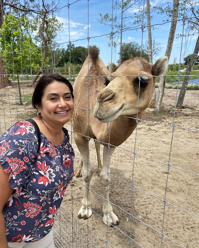 The camel seems to be thinking, "Yes, I know I'm not native to Florida. Let's not make this awkward."