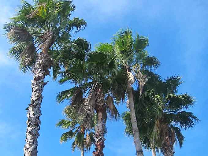 Palm trees reach toward impossibly blue skies, those iconic sentinels that whisper "you're in Florida" to anyone who might have forgotten.