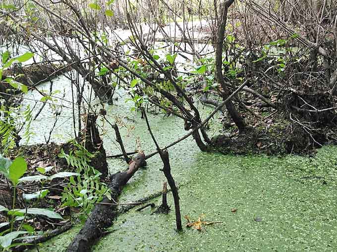 The water's green tint comes from natural tannins, not algae, though explaining that to out-of-state visitors requires patience and possibly visual aids.