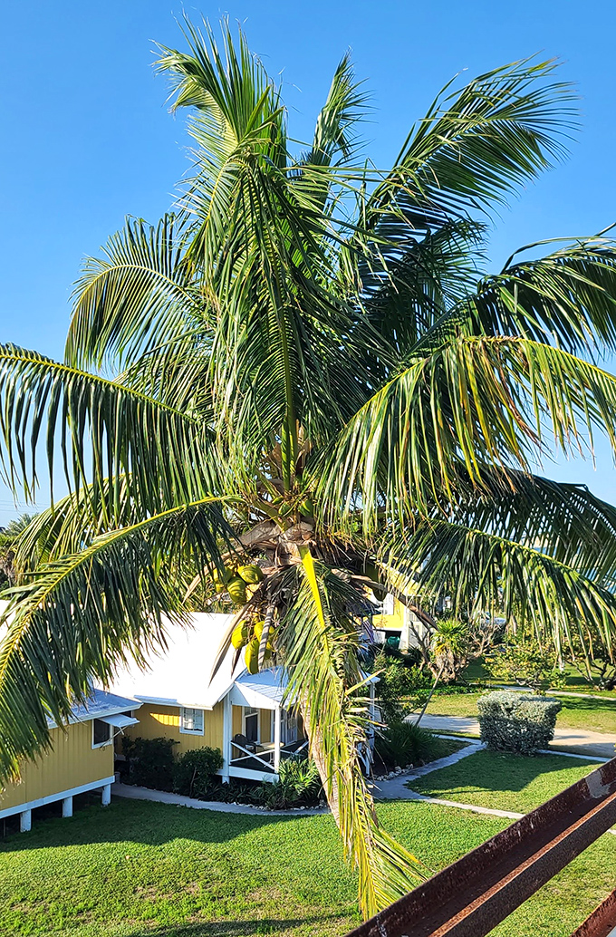 Coastal vegetation frames the view, nature's way of saying "Look what I've been hiding from the highway travelers!"