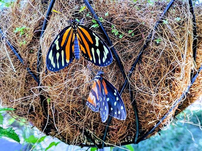 Two Common Tiger butterflies rest on natural fiber, their striking orange and black patterns a warning to potential predators.