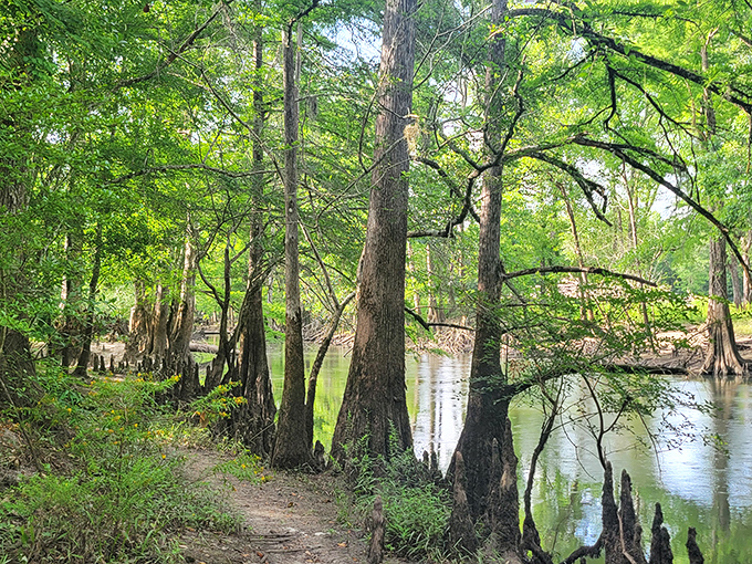 The dirt trail hugs the waterline, offering hikers glimpses of turtles, fish, and occasionally, the glowing eyes of an alligator.