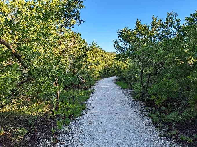 The crushed shell trail crunches underfoot, leading you through upland areas where Florida's native plants put on their own quiet show.