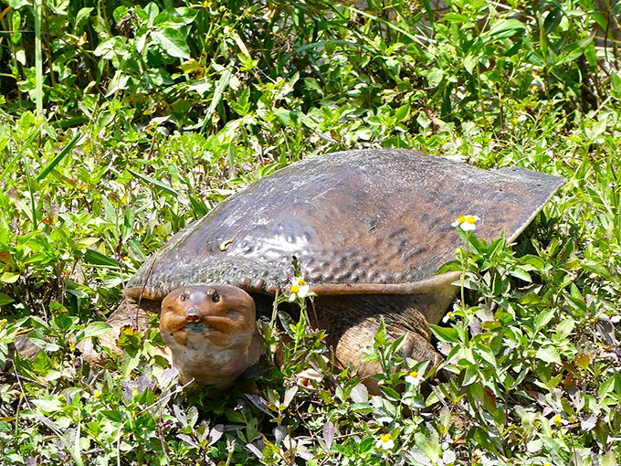This Florida softshell turtle looks like nature's pancake experiment, perfectly adapted for aquatic life despite appearing like someone sat on a regular turtle.
