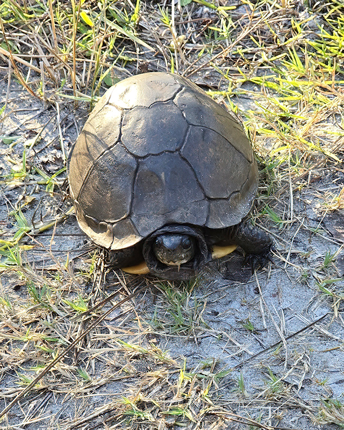 "Excuse me, I'm crossing here!" This Florida box turtle demonstrates the proper pace for enjoying Tate's Hell &ndash; slow and deliberate.