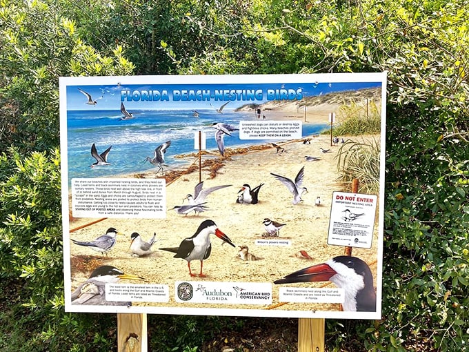 Educational signage reveals the secret lives of Florida's beach-nesting birds &ndash; nature's soap opera of territorial disputes and family drama.