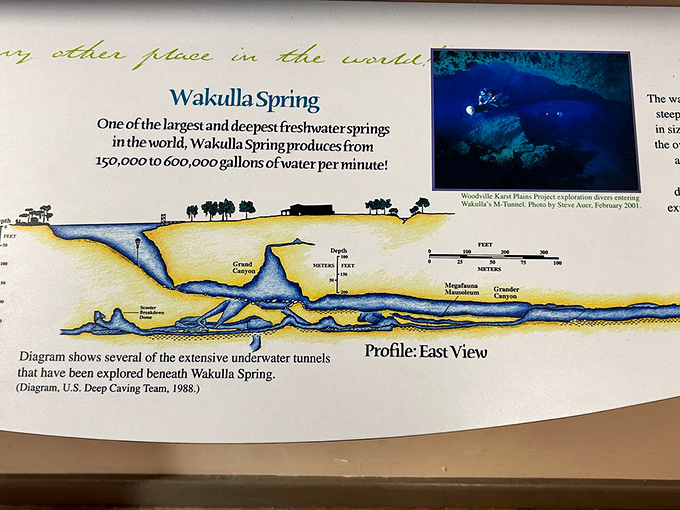 The underground superhighway &ndash; this diagram reveals Wakulla's hidden depths where 600,000 gallons of water emerge every minute.