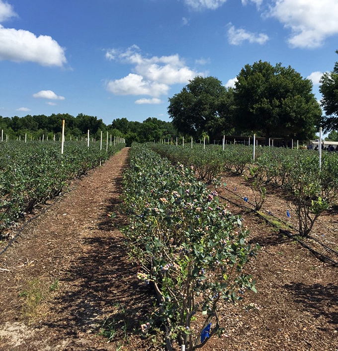 Neat rows of blueberry bushes invite visitors to experience the simple joy of harvesting sun-warmed fruit straight from the source.