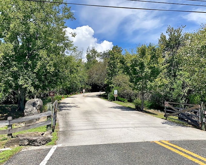 The sanctuary's entrance road feels like a portal between worlds &ndash; ordinary life behind you, wild Florida adventures ahead.